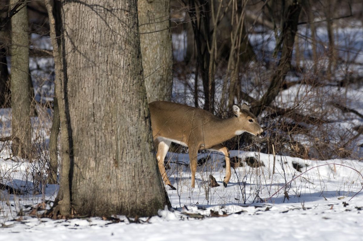 Wild game dinner set for March 24 - Observer-Reporter
